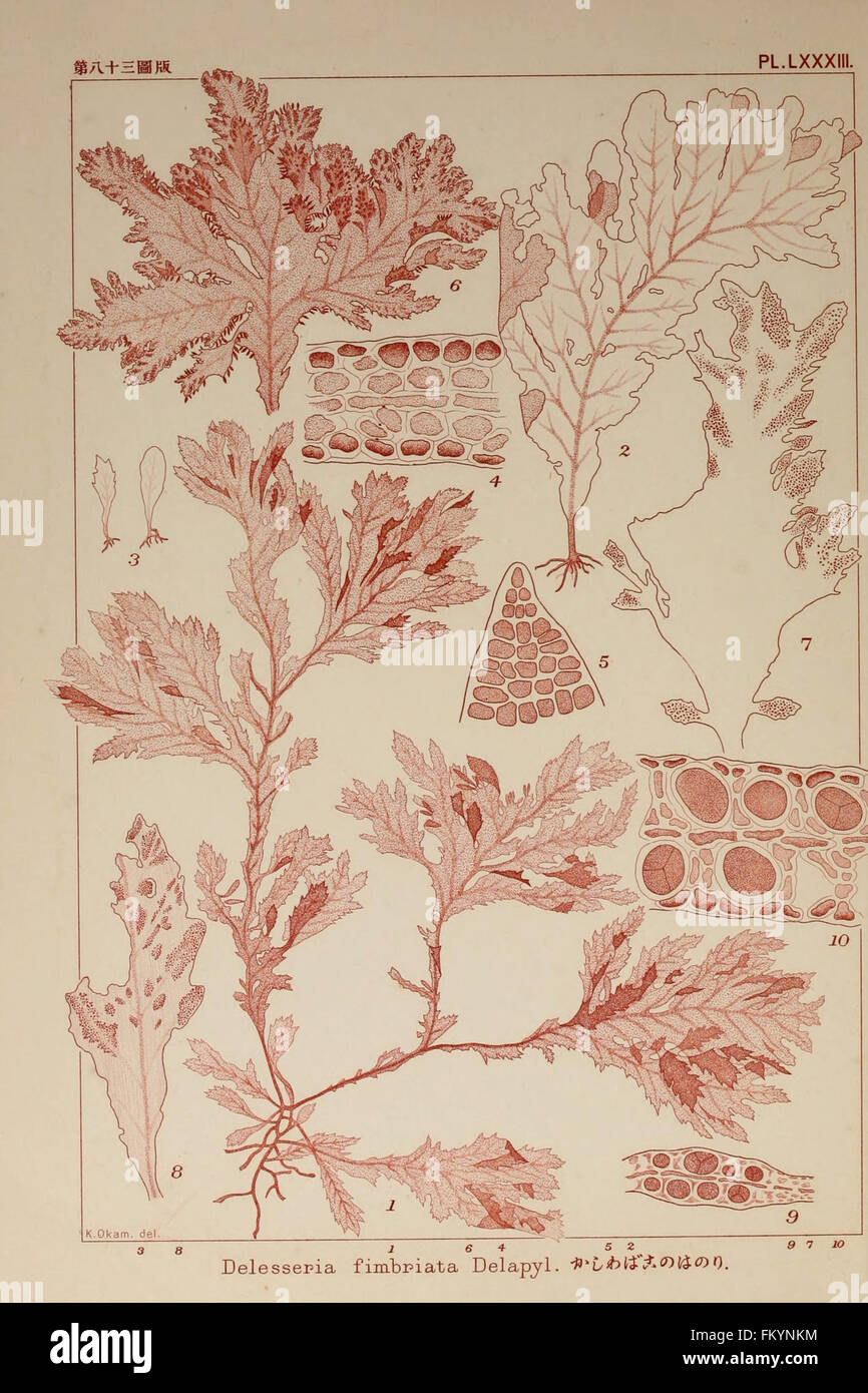 This work presents illustrations and descriptions of Japanese algae ...