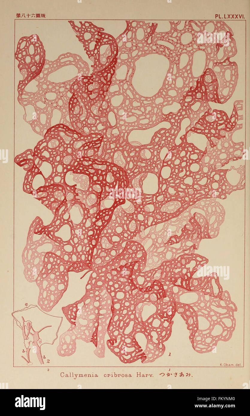 Various algal species hi-res stock photography and images - Alamy