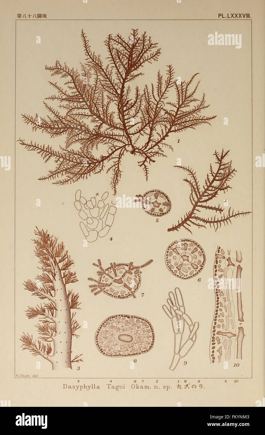 This plate features detailed illustrations of various algae species ...