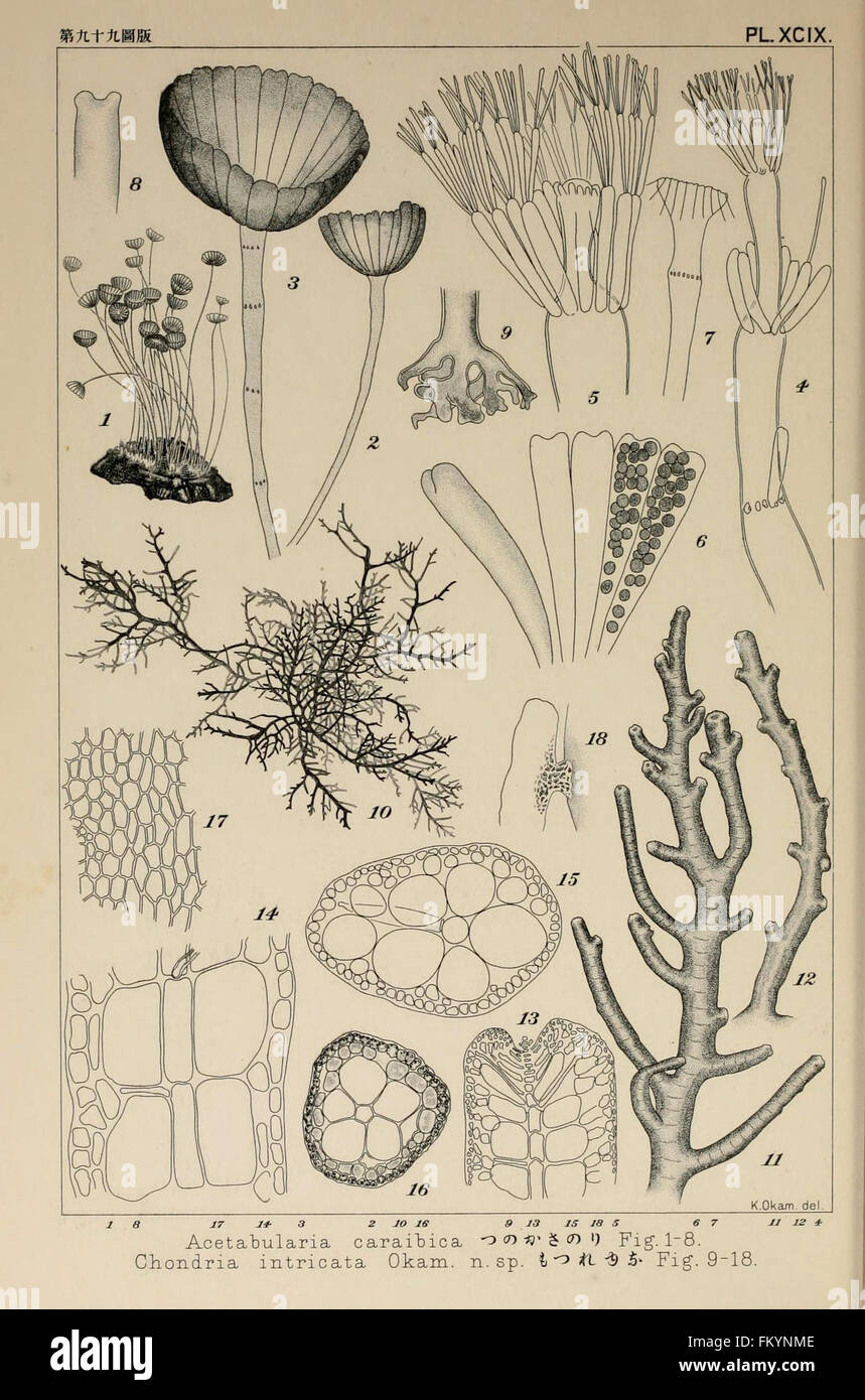 Plate xcix hi-res stock photography and images - Alamy