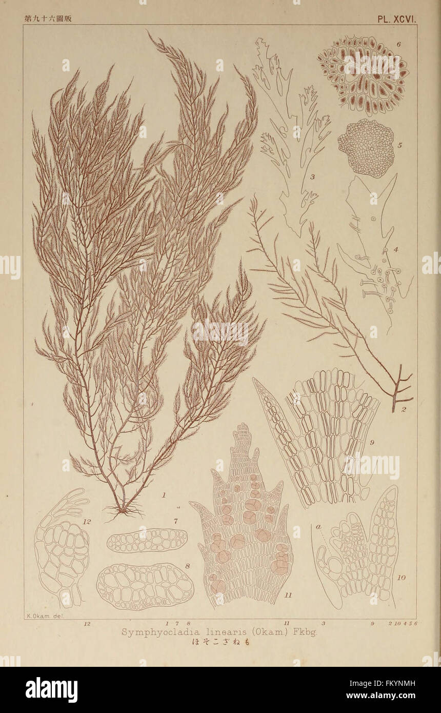 An illustration from 'Icones of Japanese Algae,' showing various algae ...