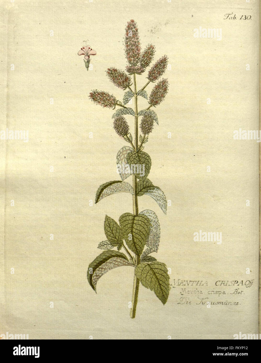 A botanical illustration from the Missouri Botanical Garden’s ...