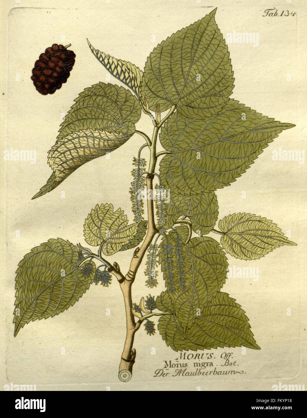 Icones plantarum medico-oeconomico-technologicarum cum earum fructus ...