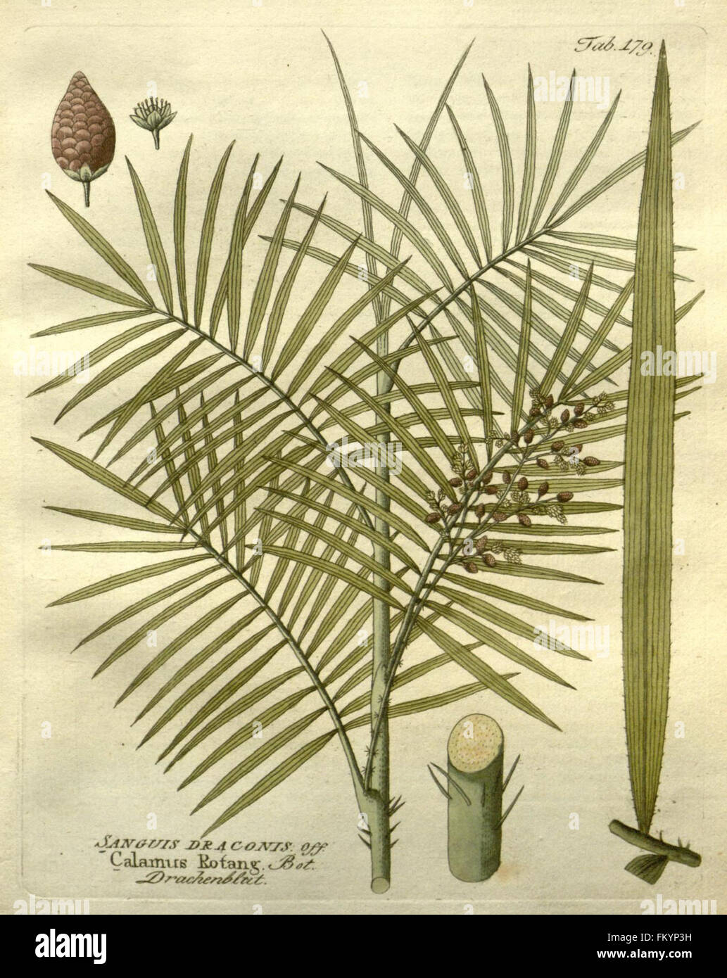 'Icones Plantarum' features detailed illustrations of medicinal and ...