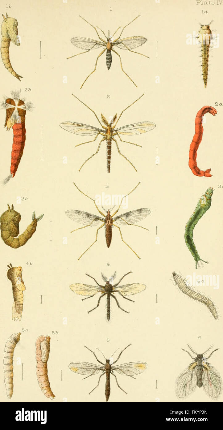 An elementary manual of New Zealand entomology; being an introduction ...