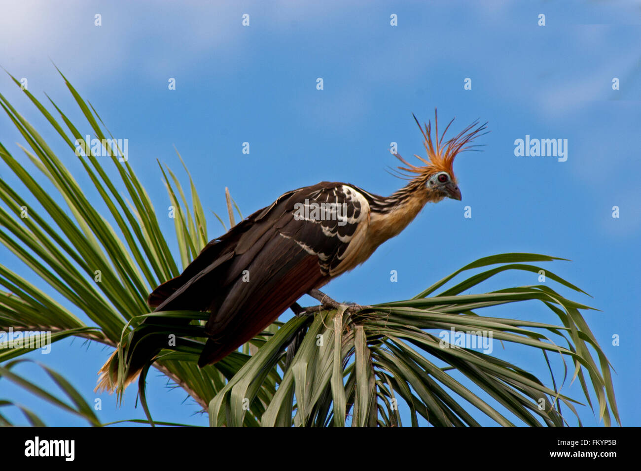 Hoatzin Bird sitting on the top of a palm tree in the Peruvian ...