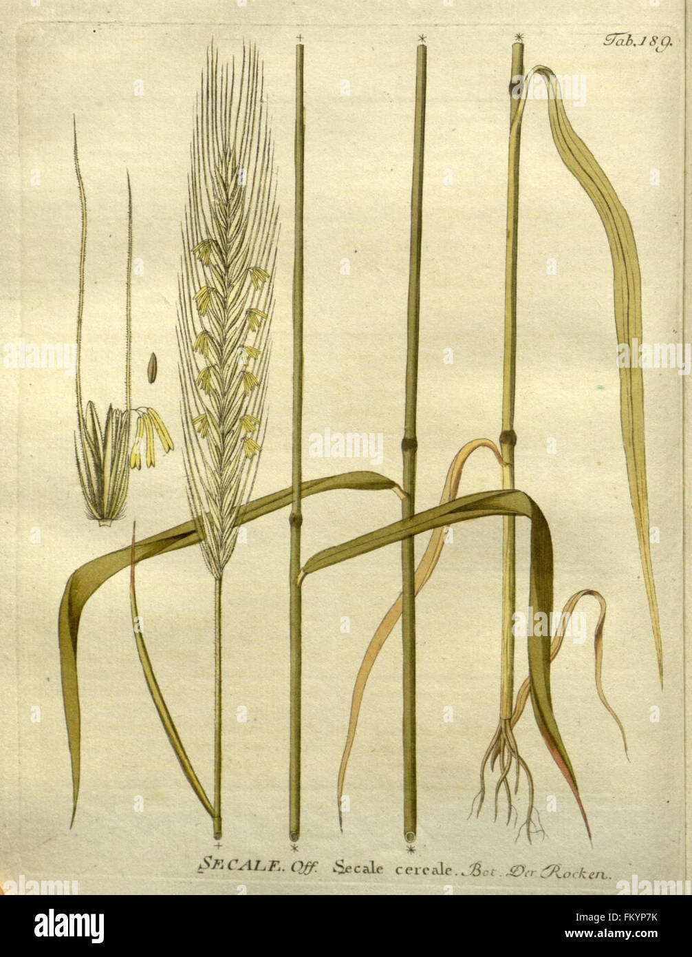 A botanical illustration from *Icones Plantarum Medico-Oeconomico ...