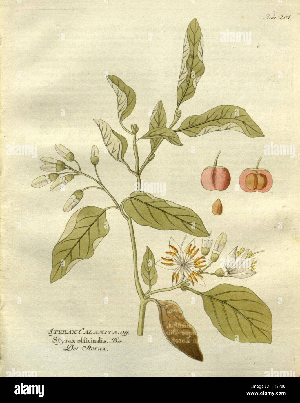 Icones plantarum medico-oeconomico-technologicarum cum earum fructus ...