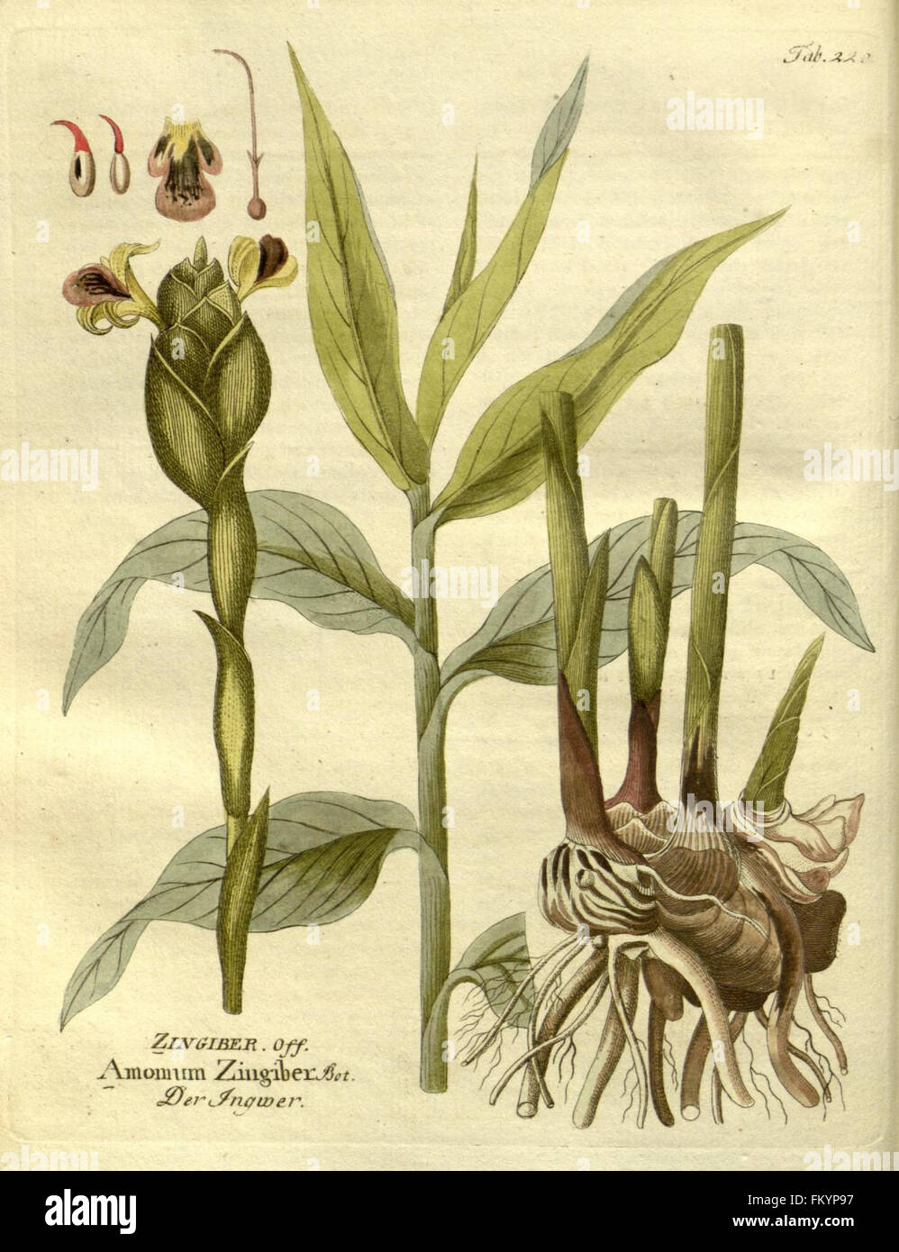 An illustration from the Missouri Botanical Garden’s collection ...