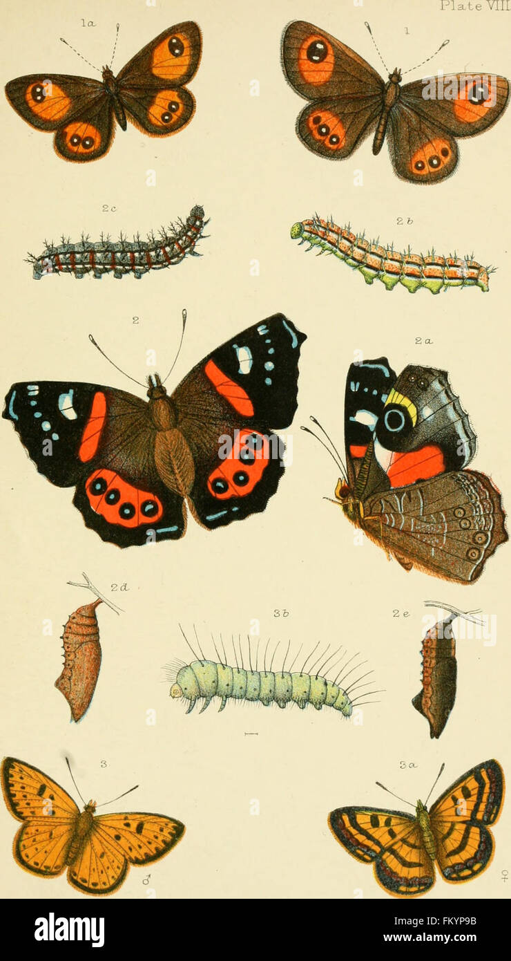 This 1892 manual provides an introduction to New Zealand's native ...