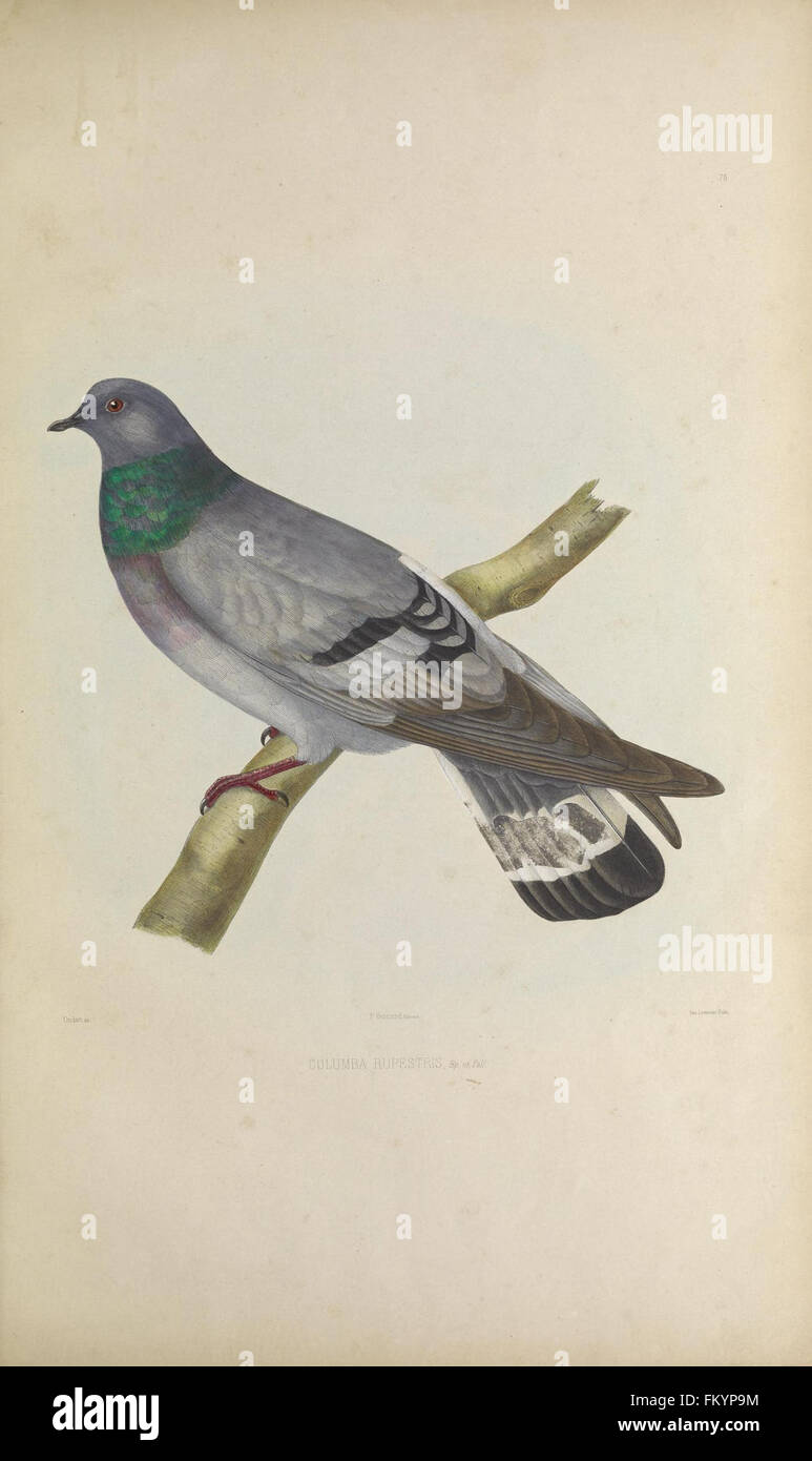 Taubenarten hi-res stock photography and images - Alamy