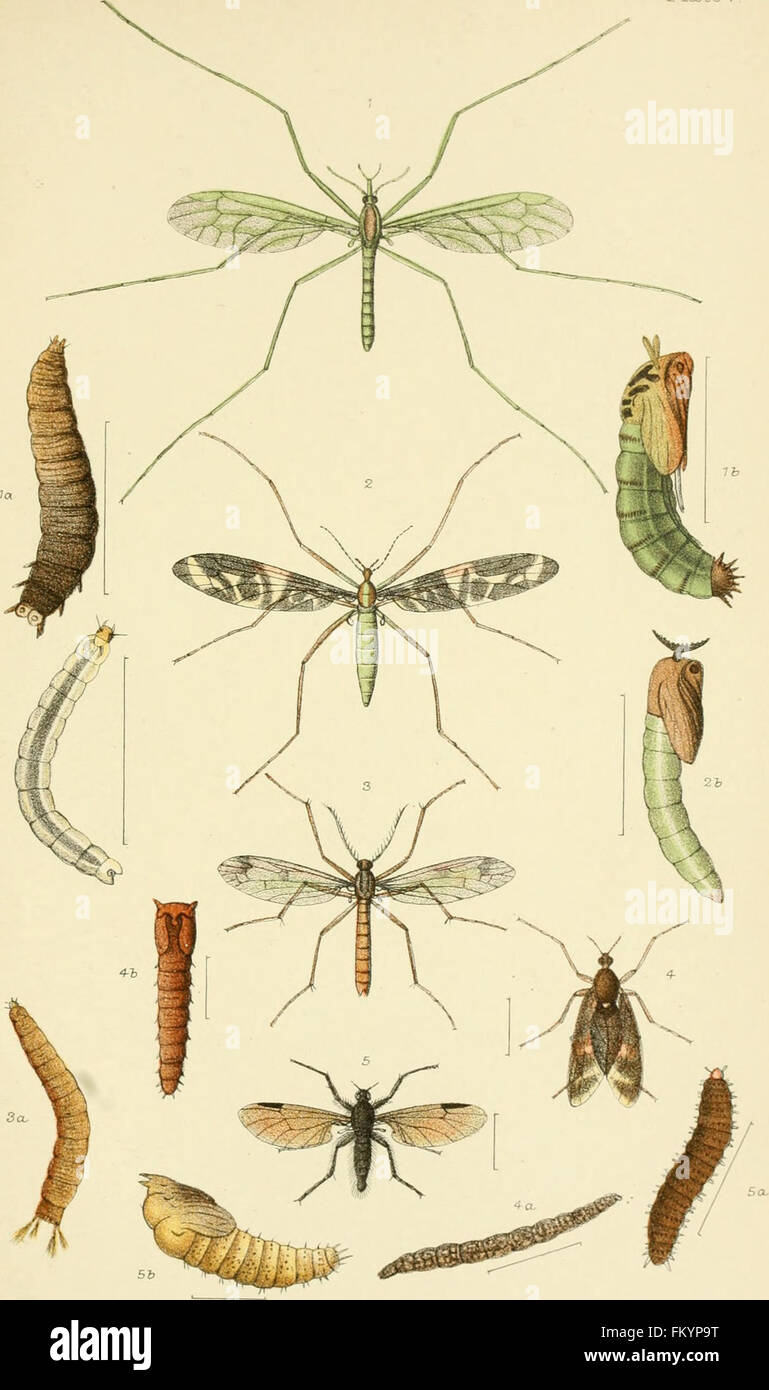 An elementary manual of New Zealand entomology; being an introduction ...