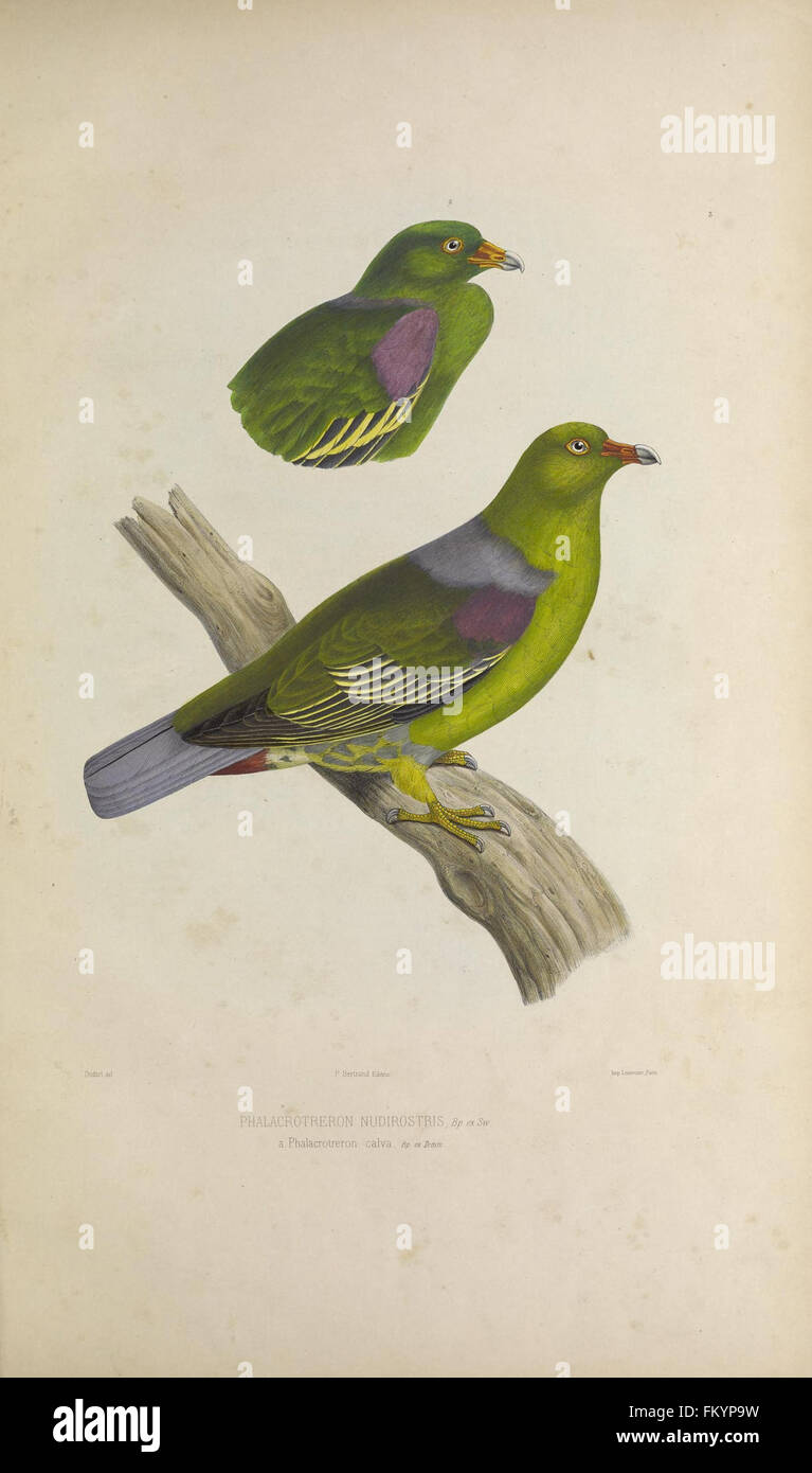 This plate from 'Iconographie des pigeons' depicts various pigeon ...