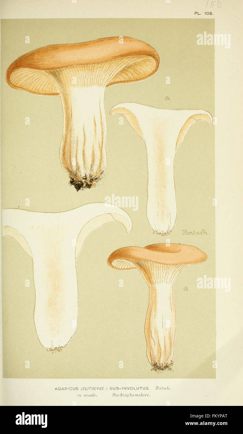 This work illustrates British fungi species in the Hymenomycetes group ...