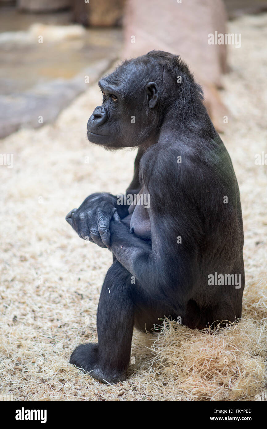 Female sit hi-res stock photography and images - Alamy