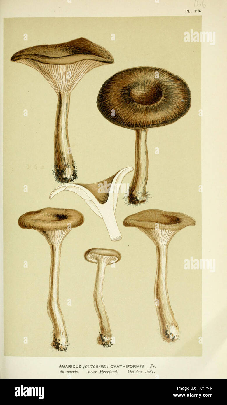 Plate 113 from 'Illustrations of British Fungi' serves as a visual ...