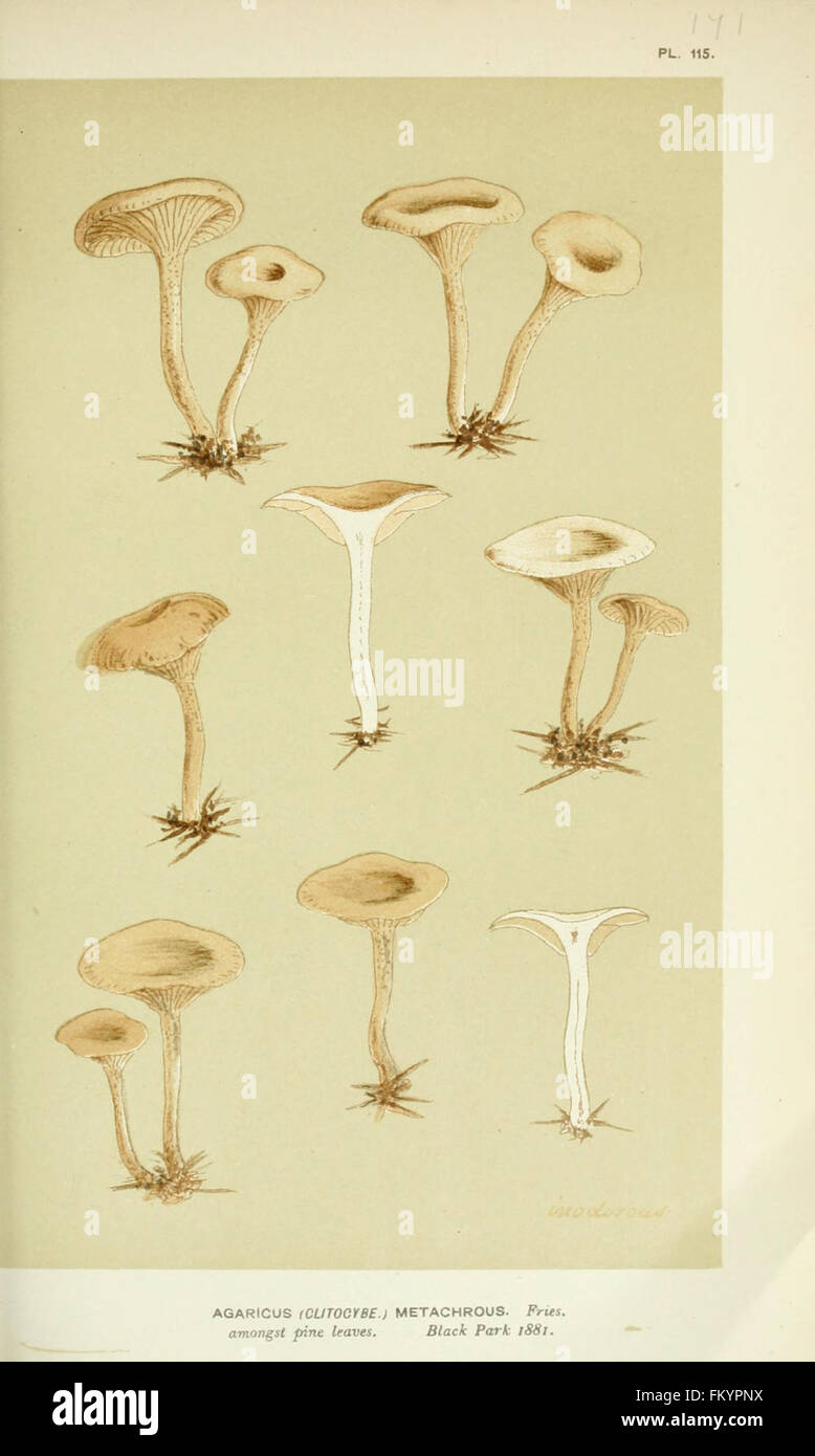 A 19th-century illustration of British fungi, specifically ...