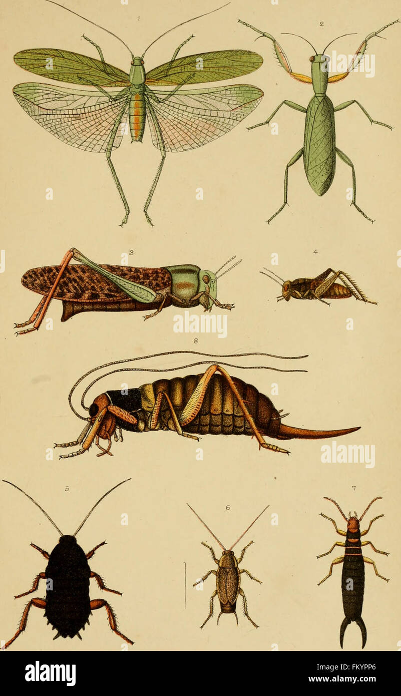 This 1892 manual on New Zealand entomology introduces native insect ...