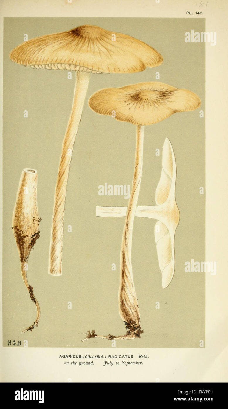 An atlas of British fungi in the Hymenomycetes group, illustrating ...