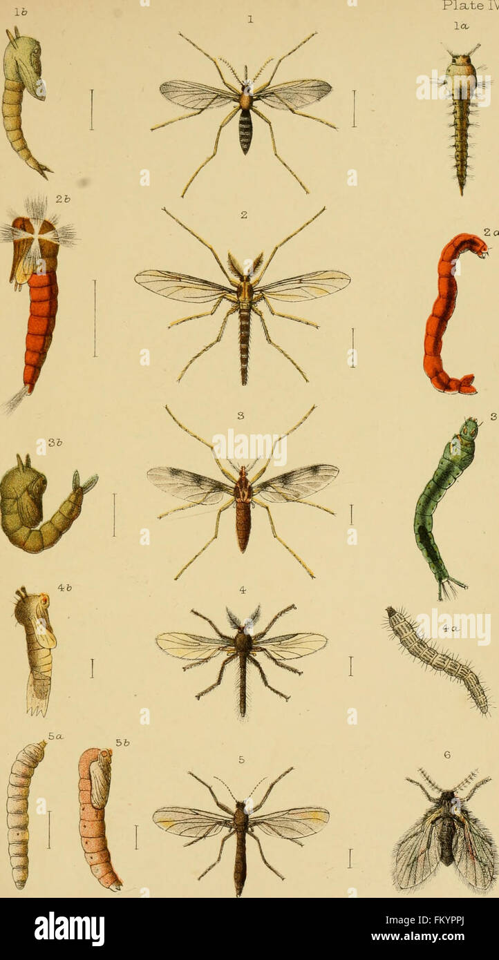 This 1892 manual provides an introduction to New Zealand entomology ...