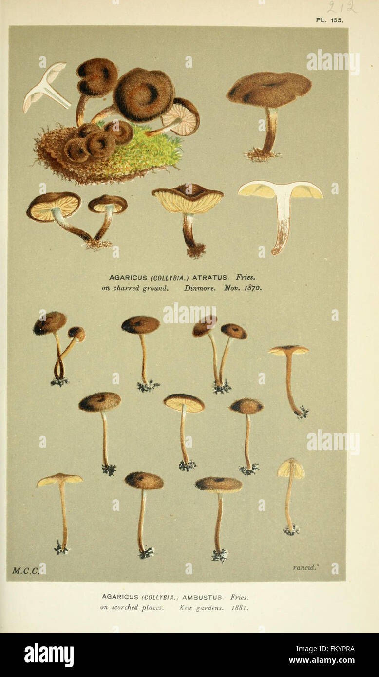 Plate 155 from 'Illustrations of British Fungi (Hymenomycetes ...