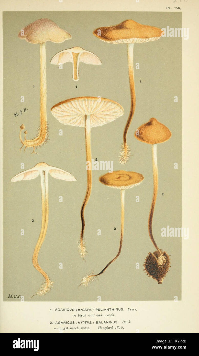 Plate 156 from 'Illustrations of British Fungi' showcases various ...