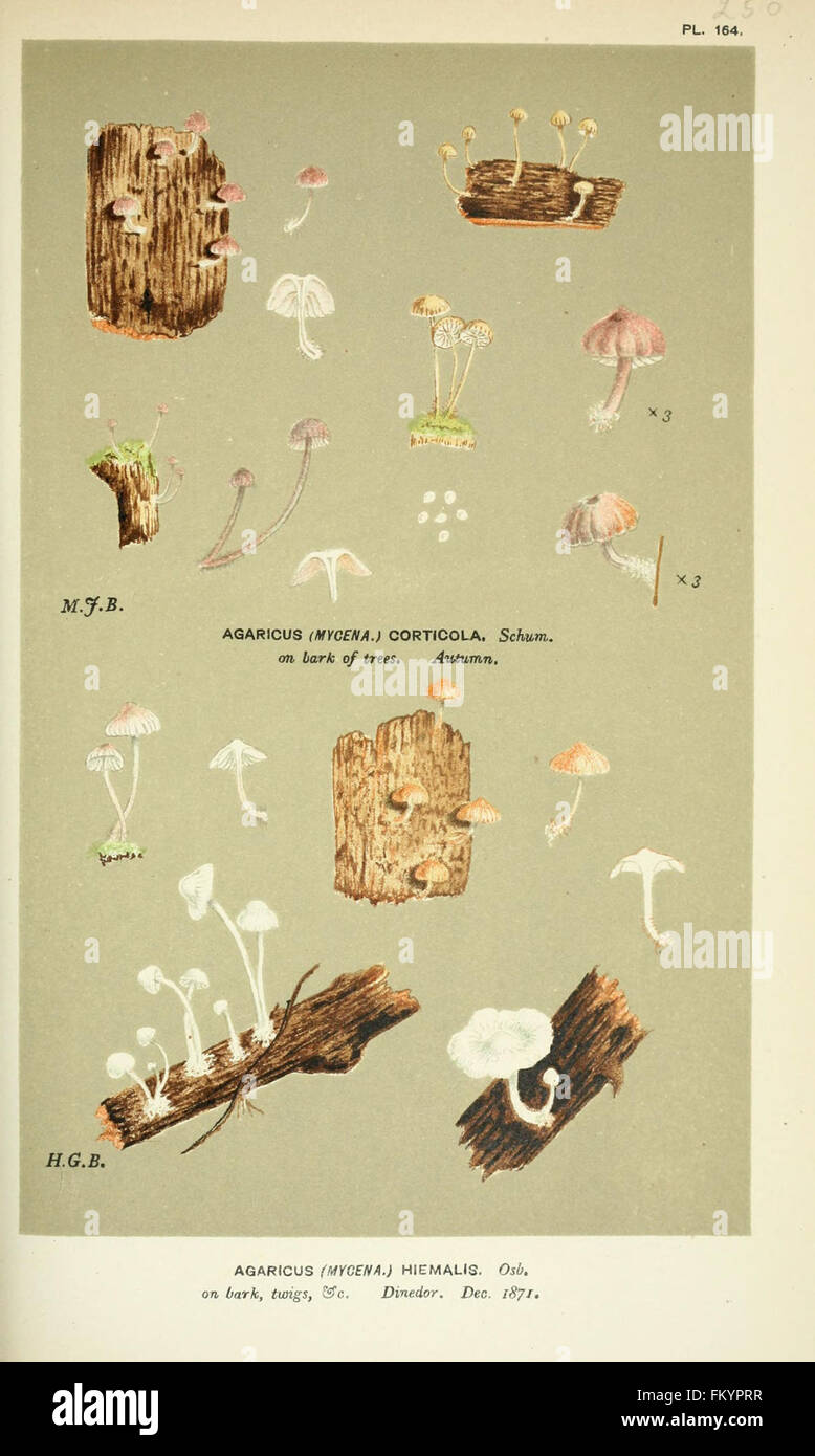 This plate from 'Illustrations of British Fungi' depicts various ...