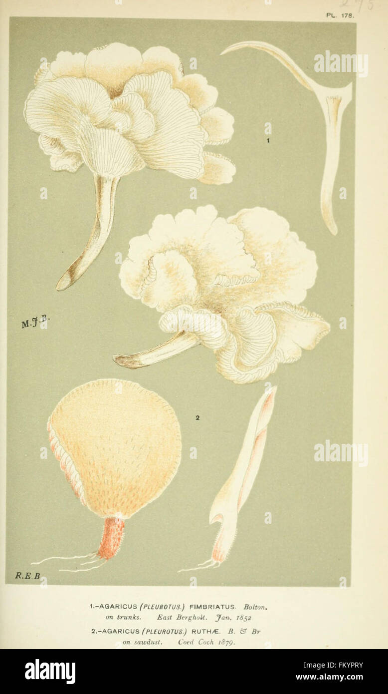 Hymenomycetes High Resolution Stock Photography and Images - Alamy