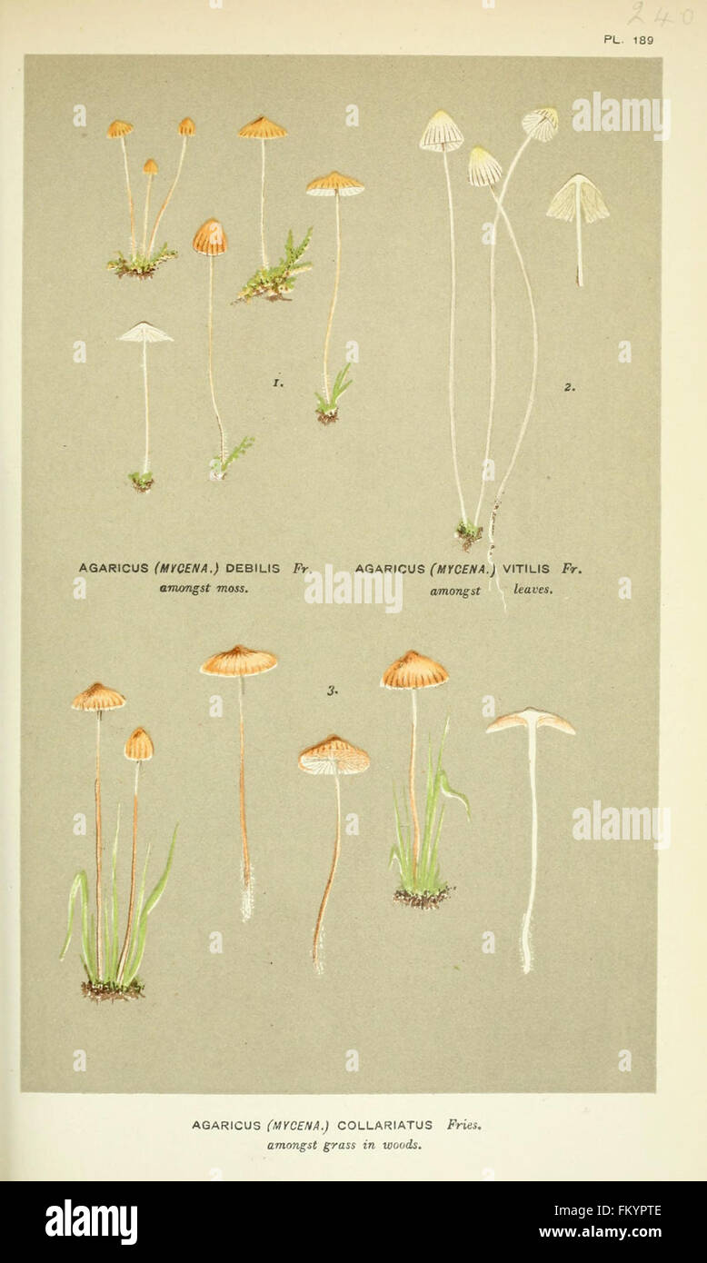 Illustrations of british fungi hymenomycetes hi-res stock photography ...