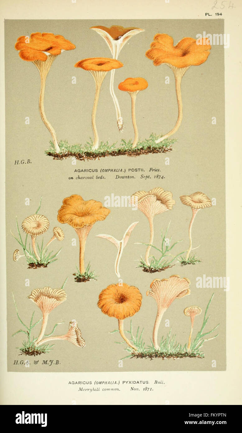 Plate 194 from 'Illustrations of British Fungi' serves as an atlas to ...