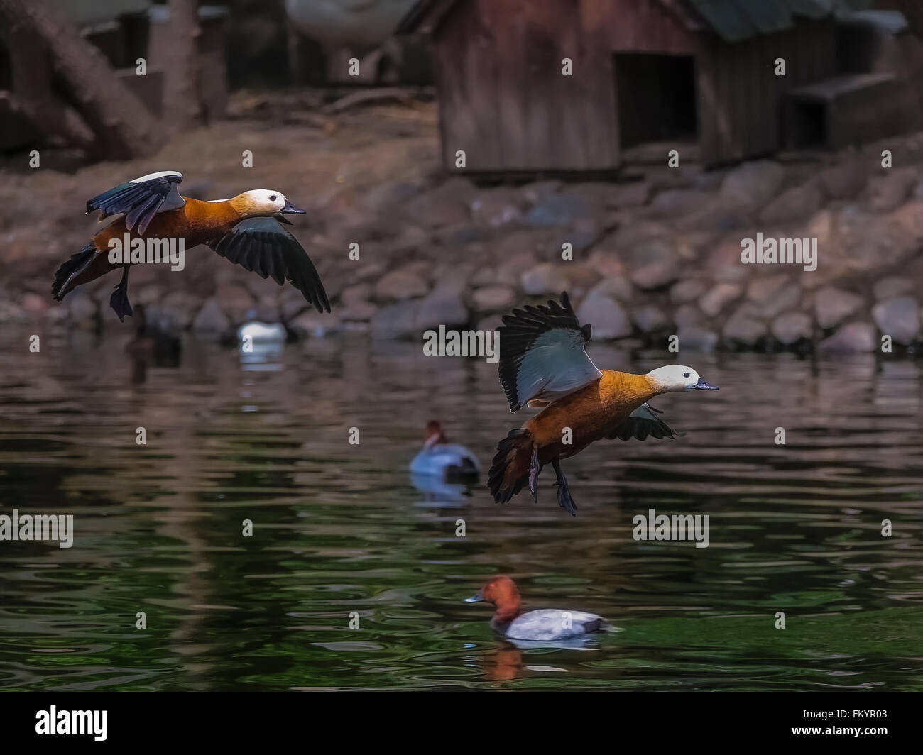 Ruddy shelduck (Tadorna ferruginea) male swimming in lake Stock Photo ...