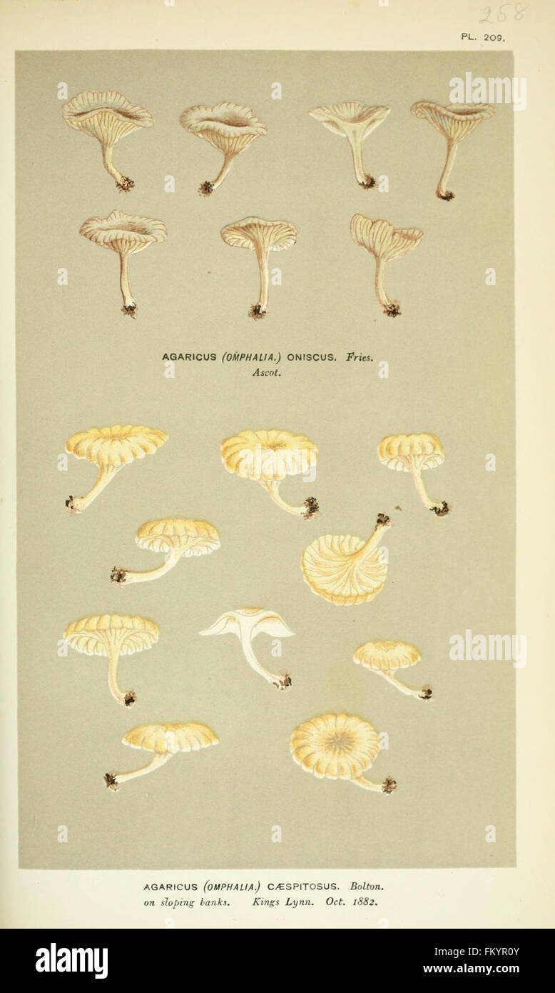 This work provides a detailed atlas of British fungi, specifically ...