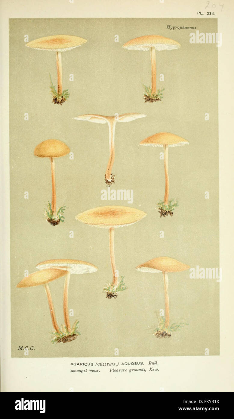 This work illustrates British fungi, focusing on the Hymenomycetes ...