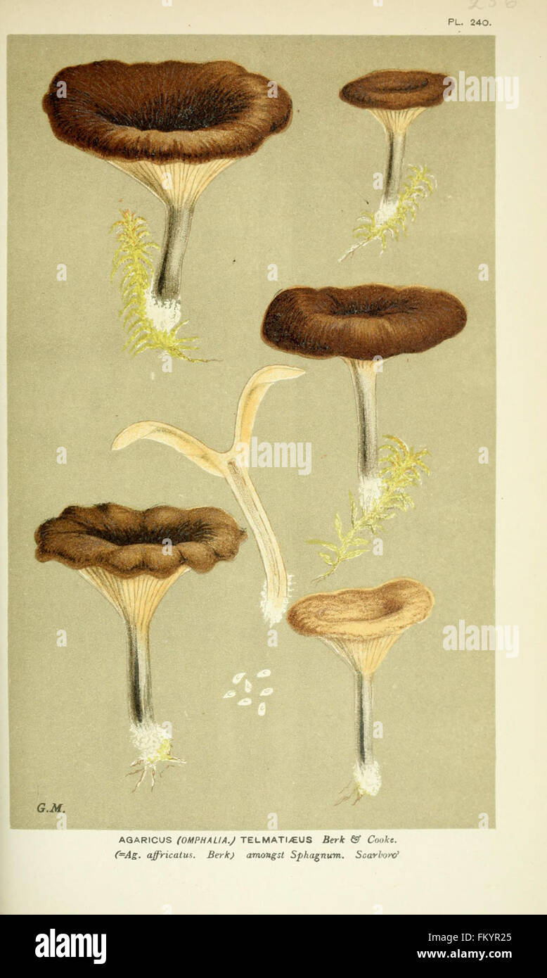 This plate from 'Illustrations of British Fungi' serves as an atlas for ...