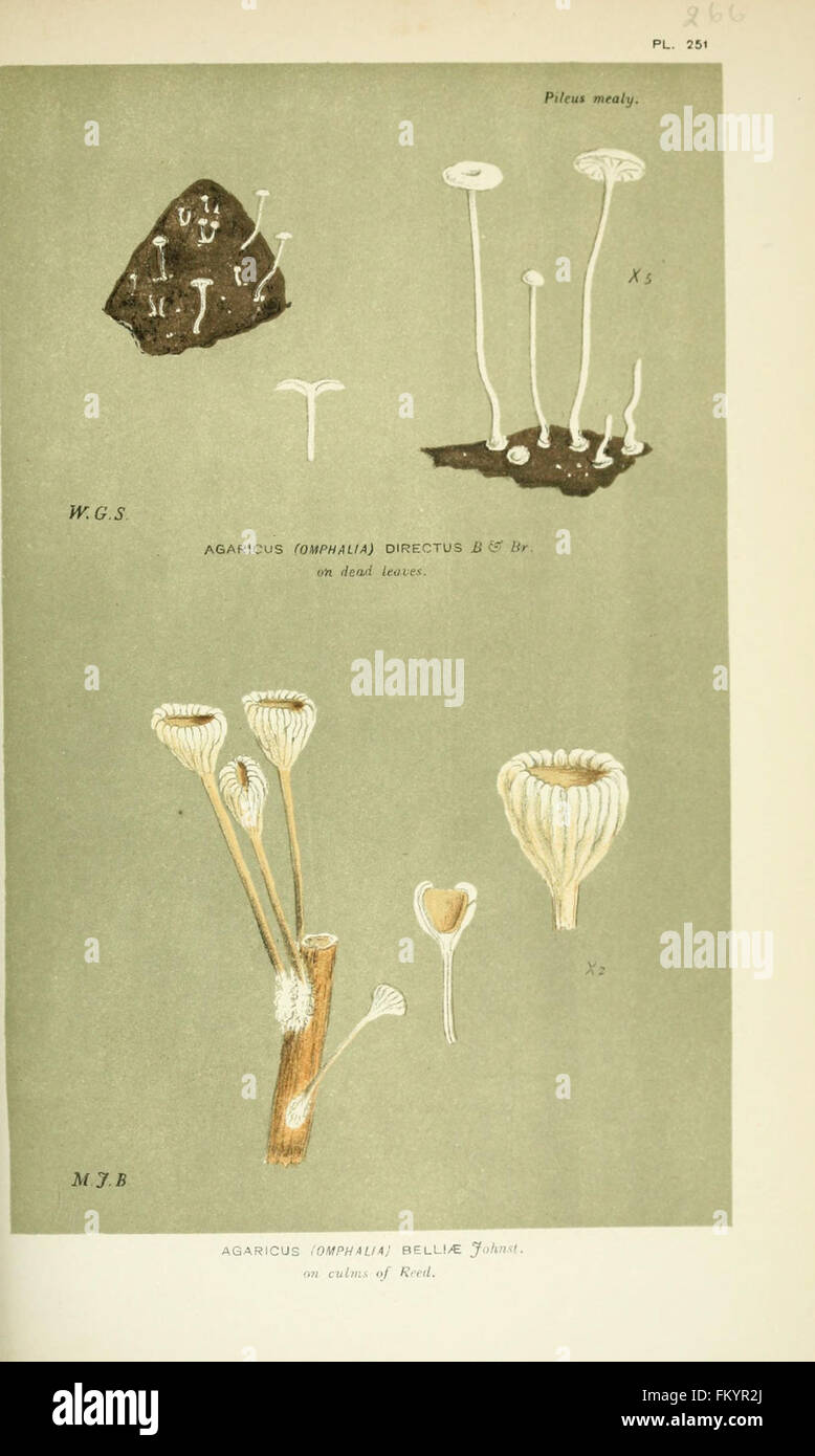 Plate 251 from 'Illustrations of British Fungi' showcases detailed ...