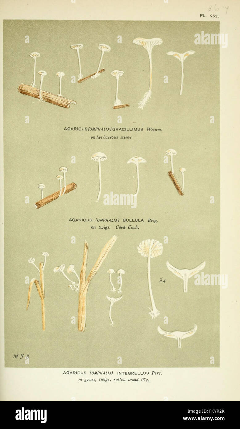 This work offers an illustrated guide to British fungi, specifically ...