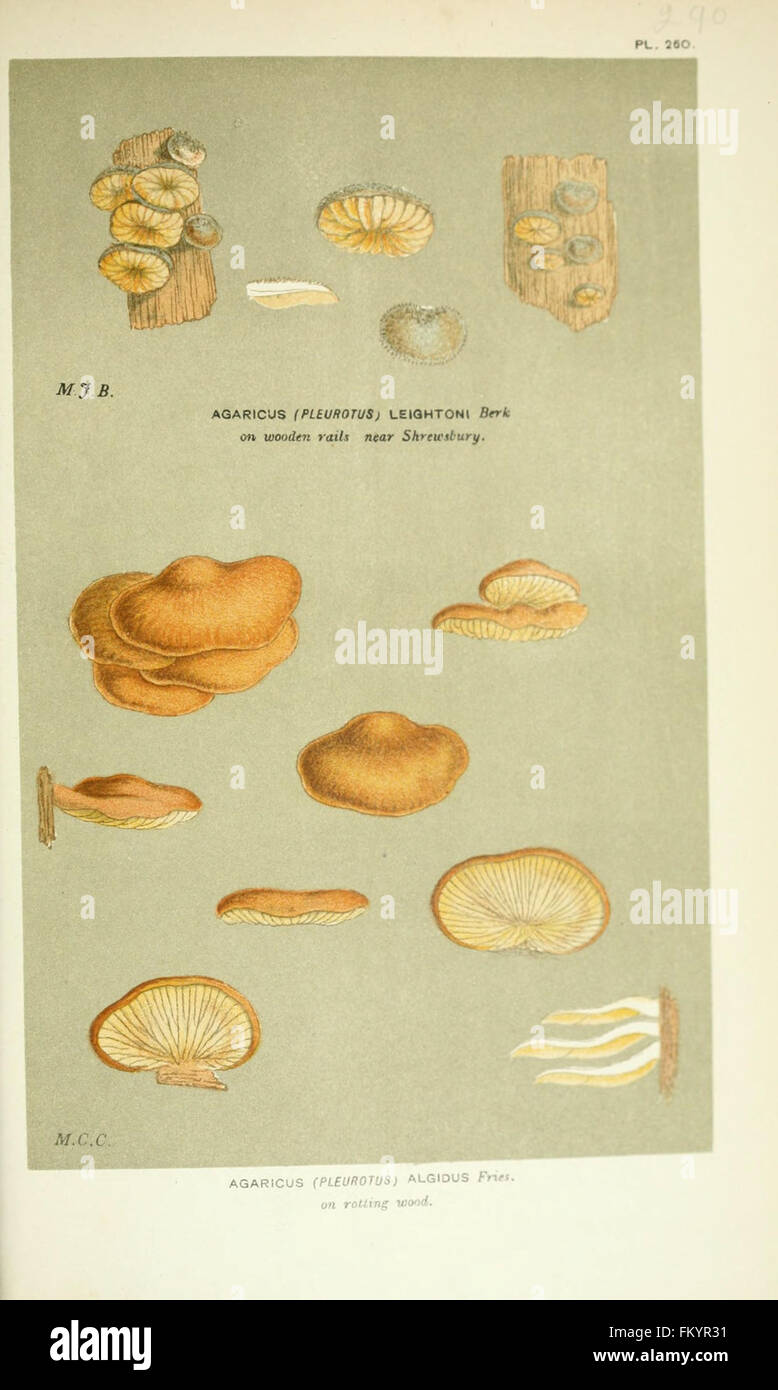 Illustrations of british fungi hymenomycetes hi-res stock photography ...