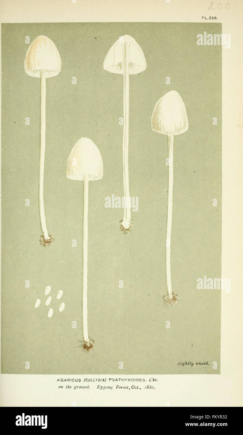 Plate 266 from *Illustrations of British Fungi* showcases various ...