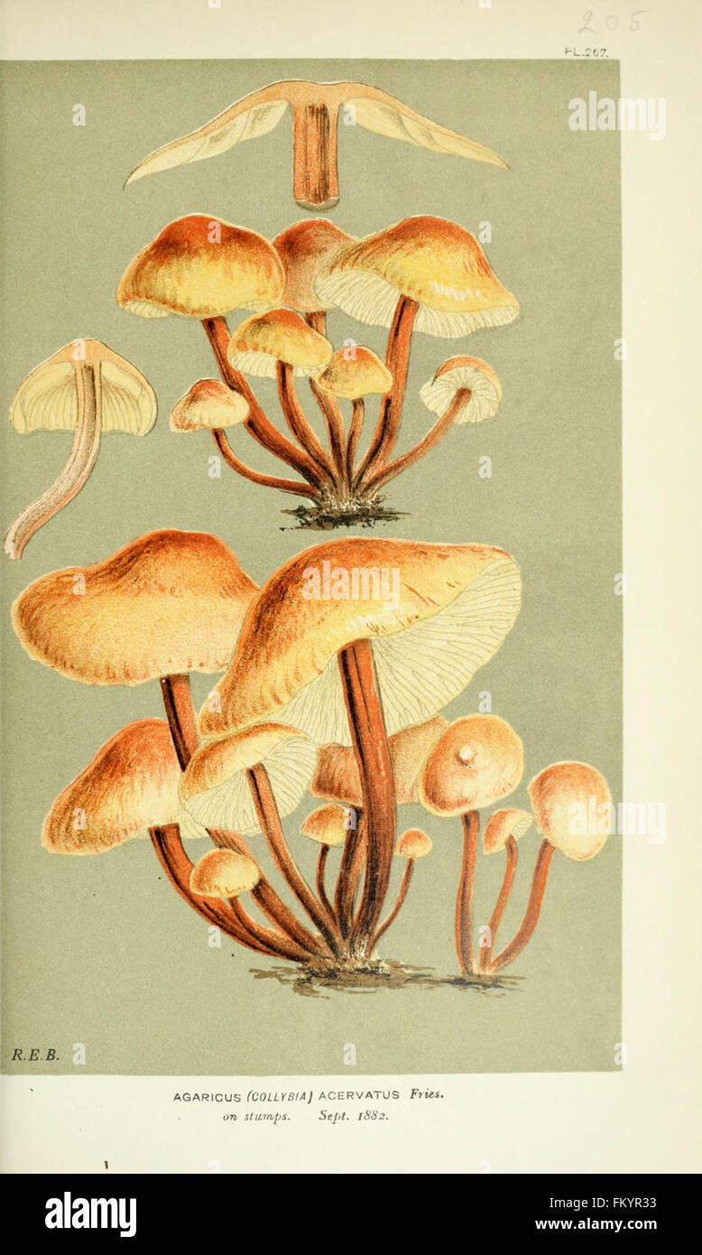 This illustration from 'Illustrations of British Fungi' provides a ...