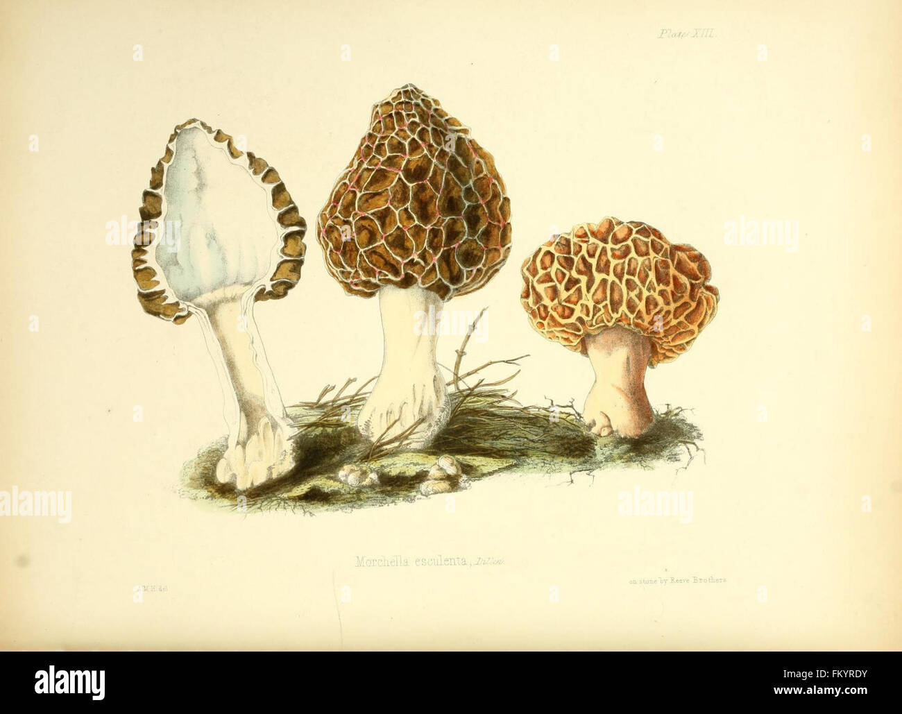 This illustration from British mycology focuses on fungi species native ...