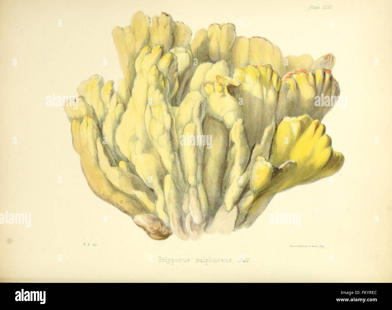 This work offers detailed illustrations of British fungi, focusing on ...