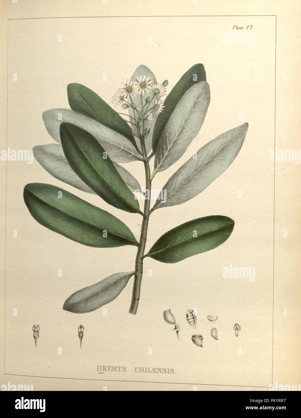 *Illustrations of Medical Botany* (Plate VI) features detailed ...