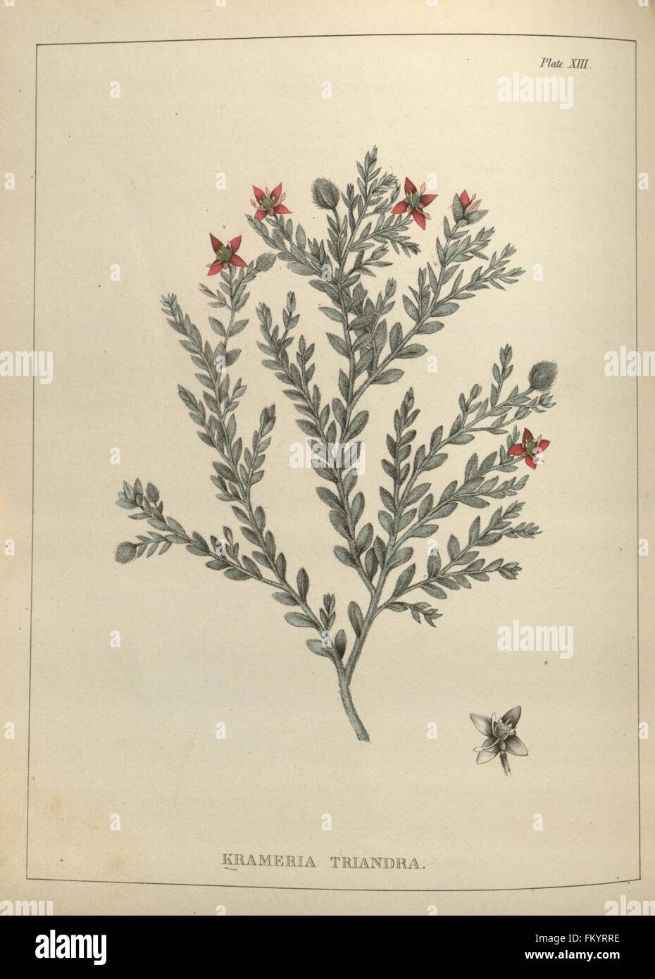 'Illustrations of Medical Botany' features detailed botanical ...