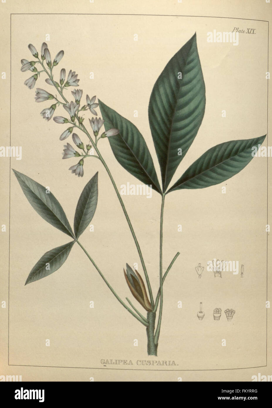 This plate from 'Illustrations of Medical Botany' displays various ...