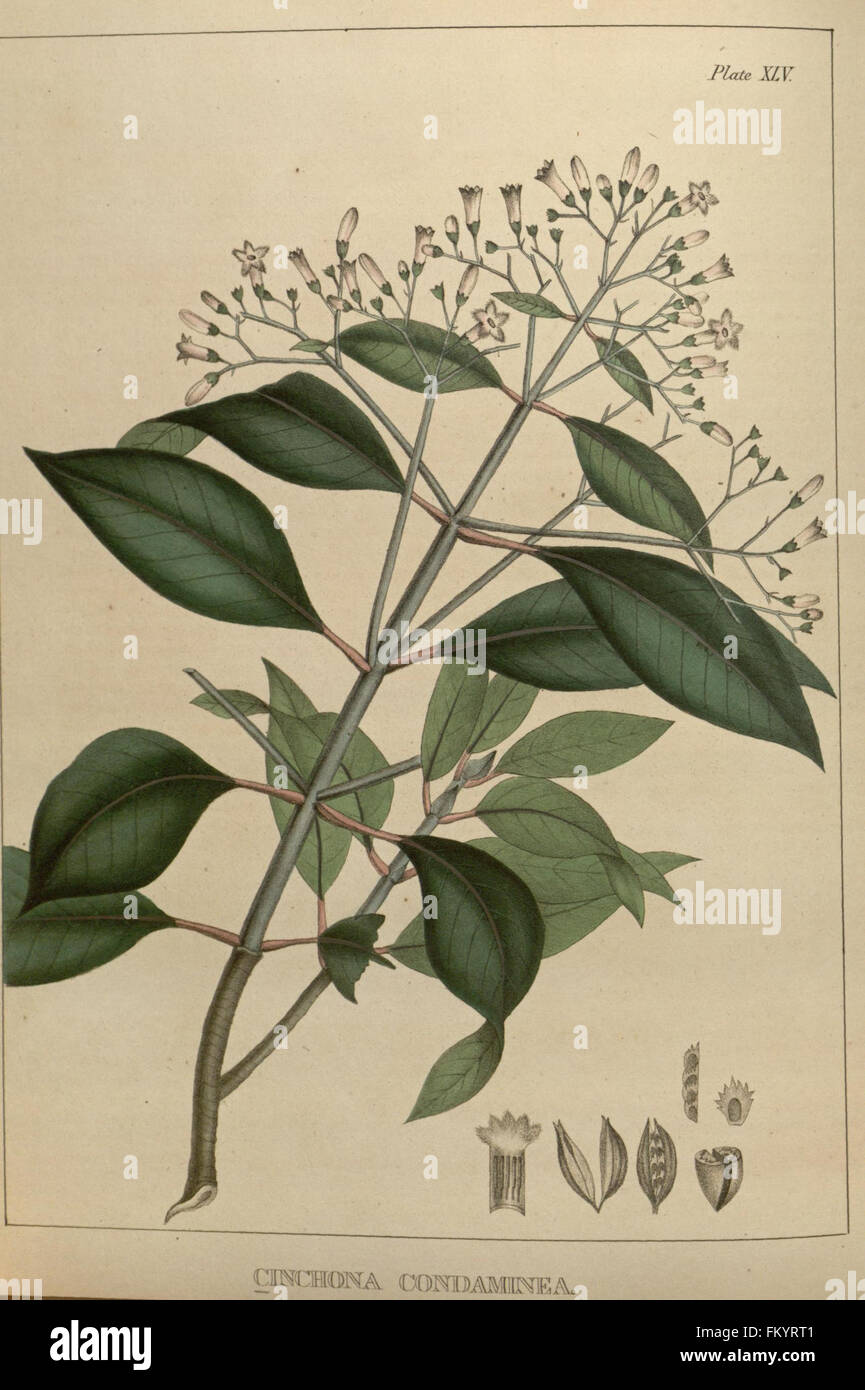 Illustrations of medical botany present various medicinal plants ...