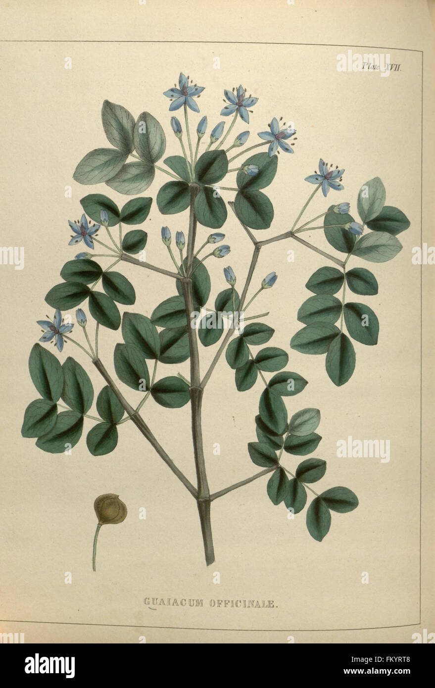 'Illustrations of Medical Botany' provides detailed images of medicinal ...