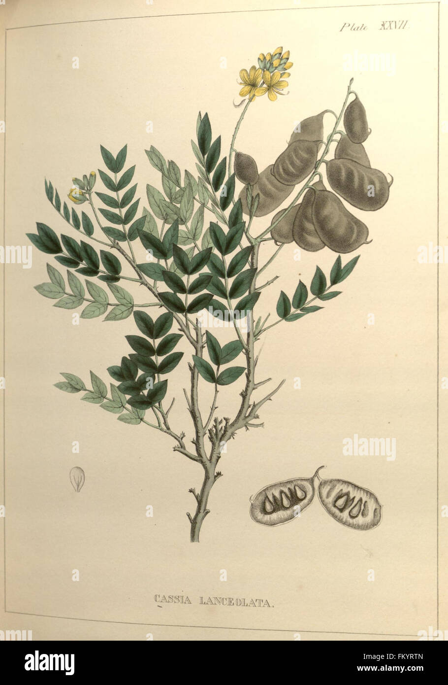 Plate XXVII from 'Illustrations of Medical Botany' provides detailed ...