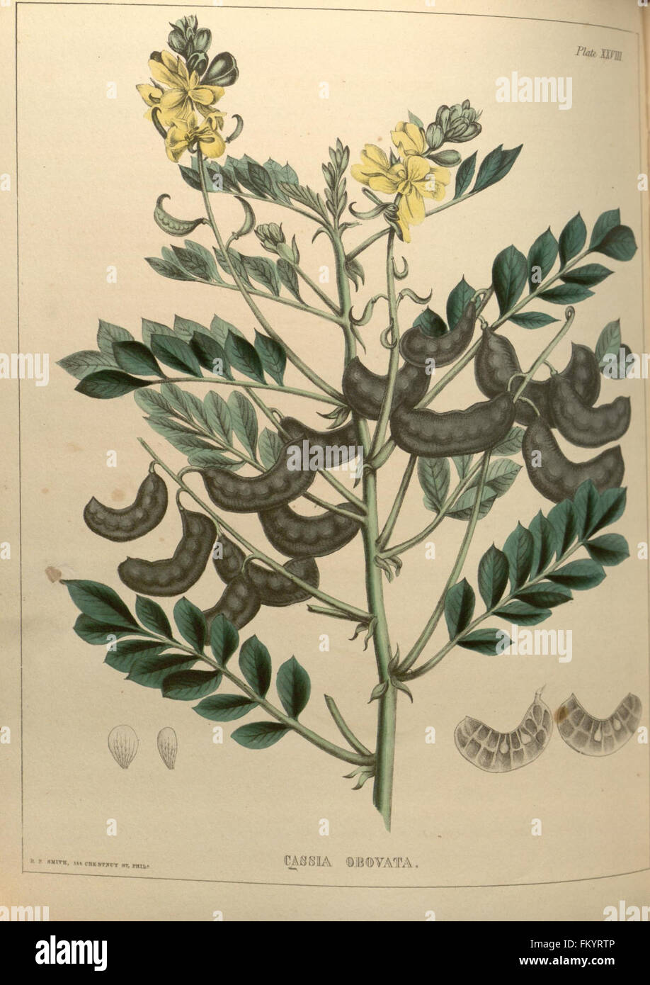 Medical plant documentation hi-res stock photography and images - Alamy