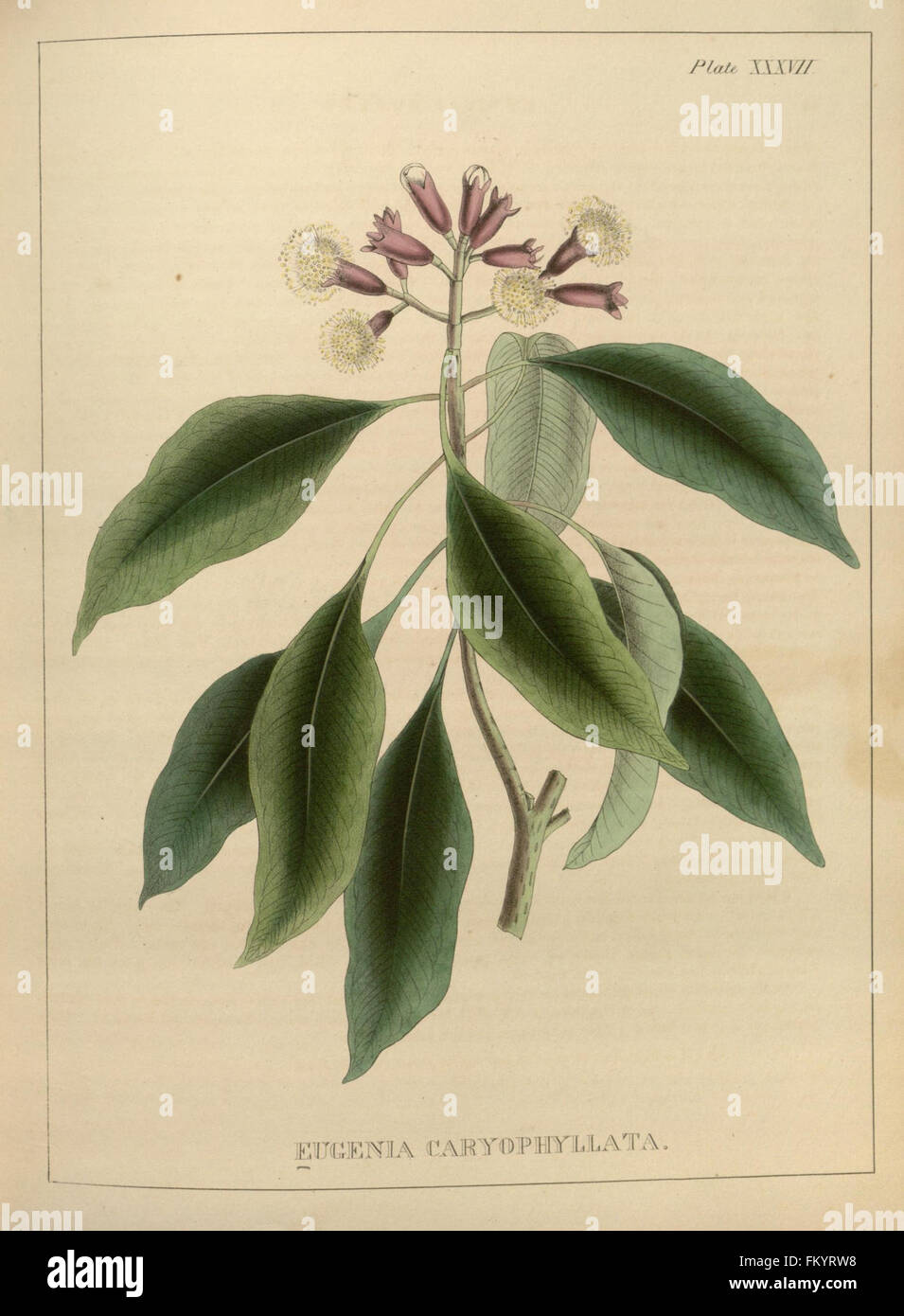 An illustration from 'Medical Botany' depicting various medicinal ...