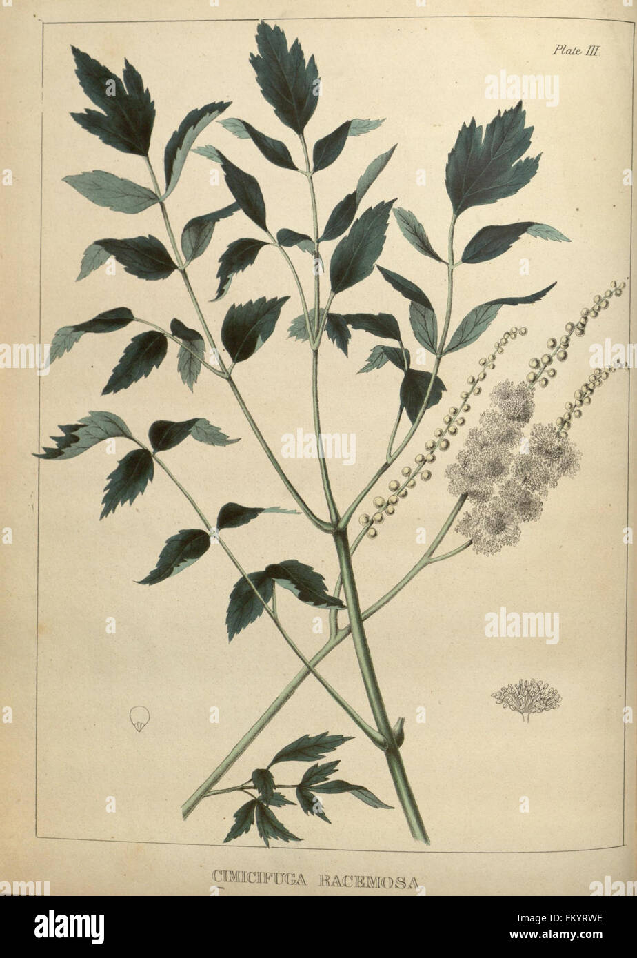 'Illustrations of Medical Botany' provides visual representations of ...